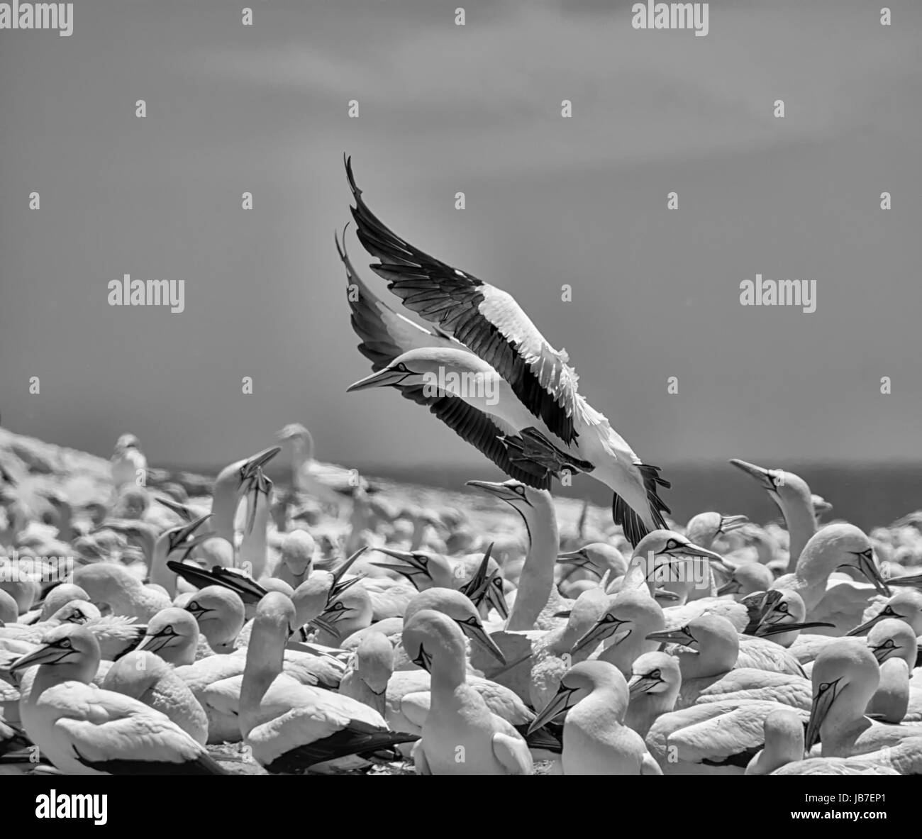 African gannet Black and White Stock Photos & Images - Alamy