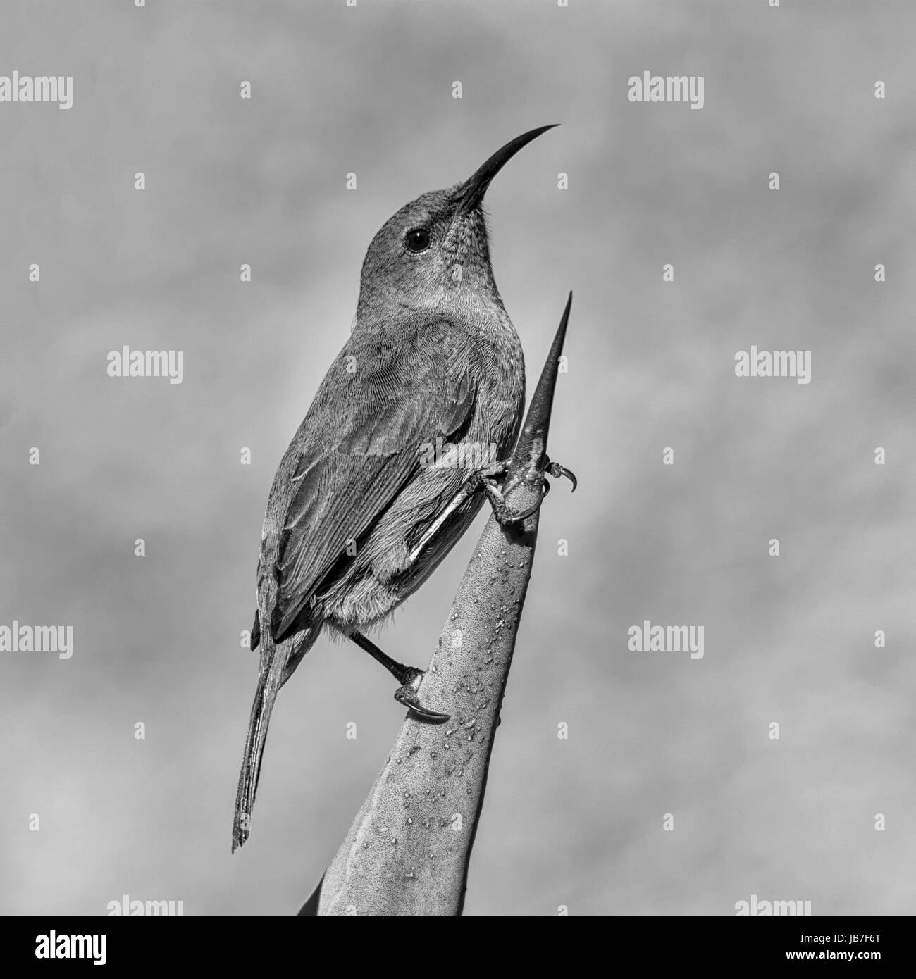 Female malachite sunbird High Resolution Stock Photography and Images ...