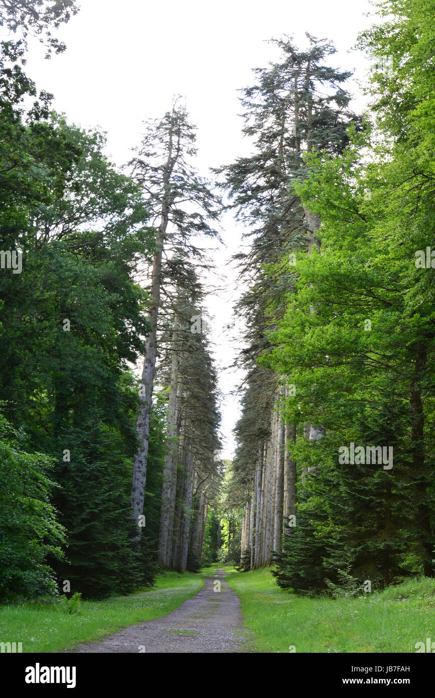 A Fir tree lined path at a country estate in Ireland Stock Photo - Alamy