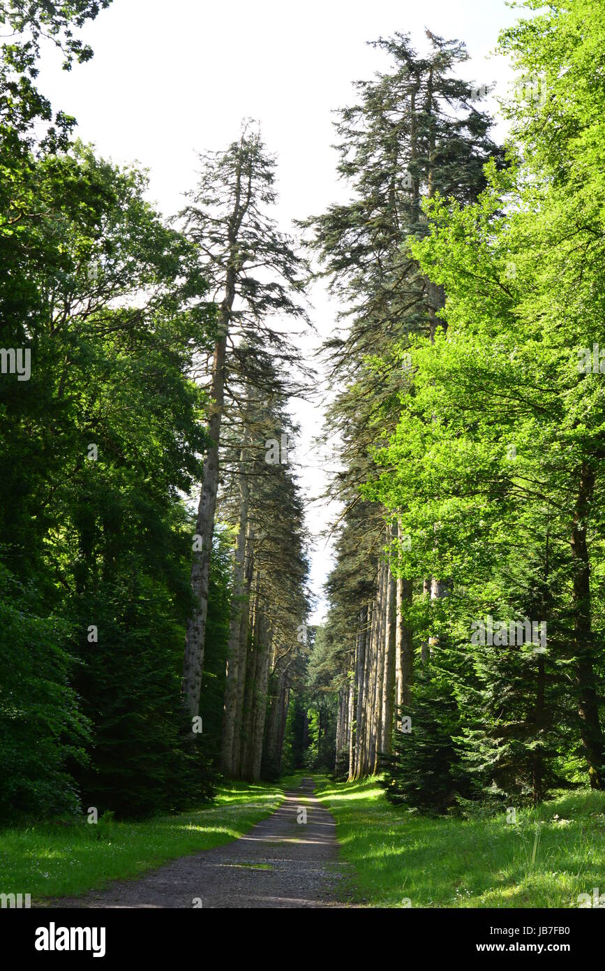 A Fir tree lined path at a country estate in Ireland Stock Photo - Alamy