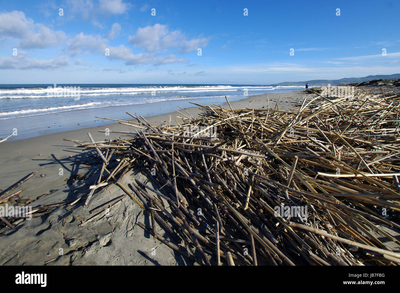 Sardinia, Marina di Sorso beach, Fragments of reeds carried by a ...
