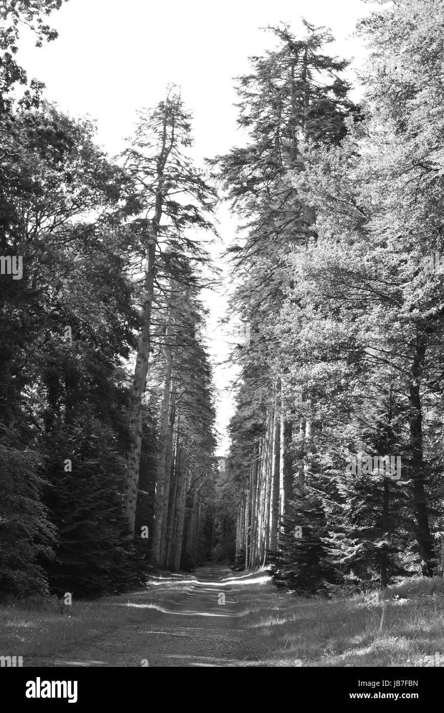 A Fir tree lined path at a country estate in Ireland Stock Photo - Alamy