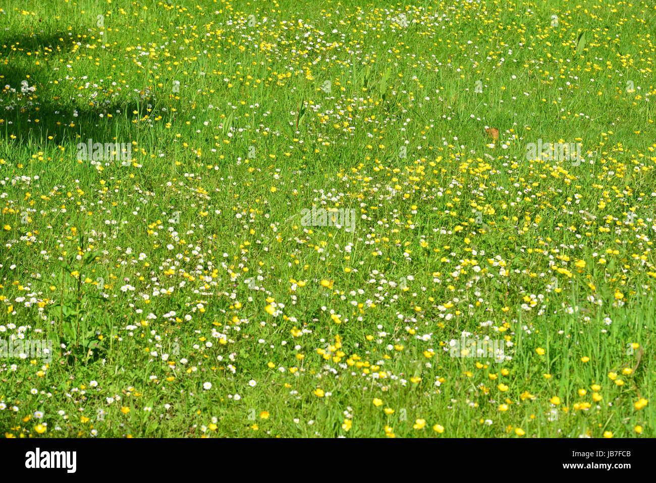 A Daisy field at a Country Estate in Ireland Stock Photo - Alamy
