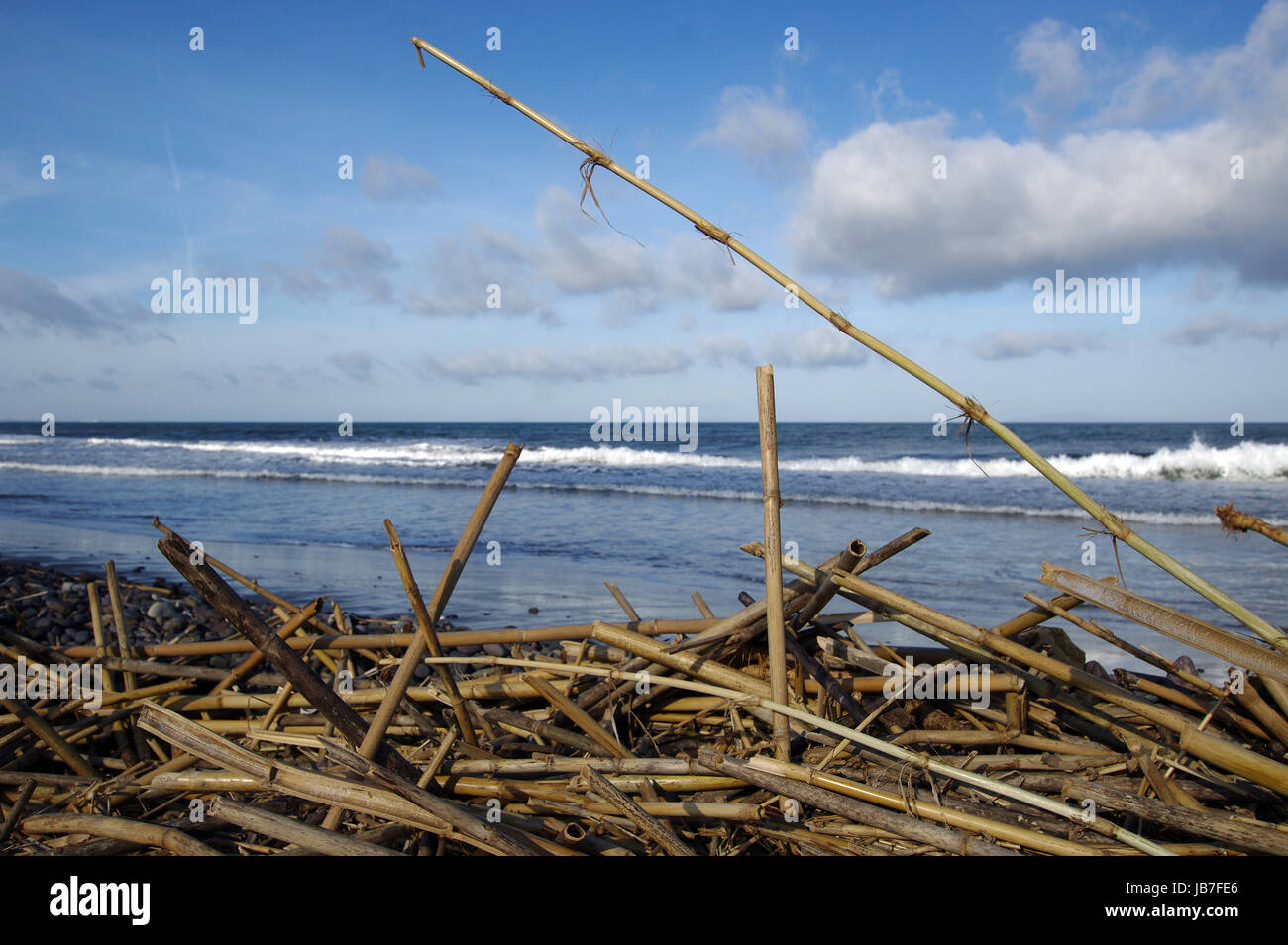 Sardinia, Marina di Sorso beach, Fragments of reeds carried by a ...