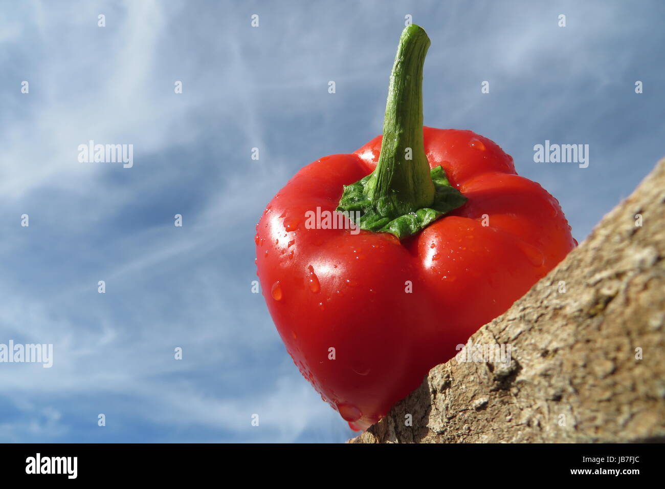 red peppers - capsicum annuum Stock Photo - Alamy