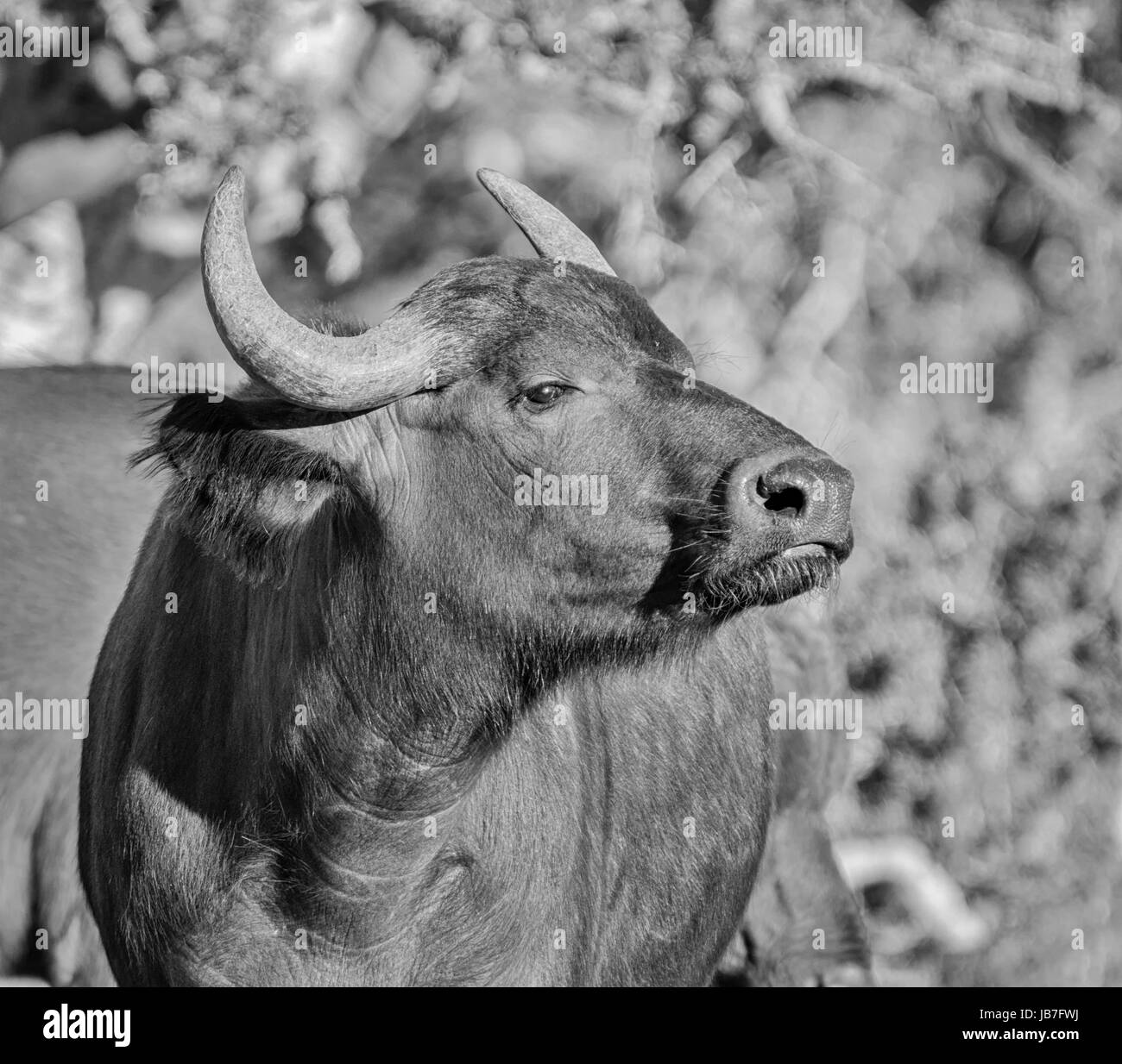 Young African Buffalo in Southern African savanna Stock Photo - Alamy