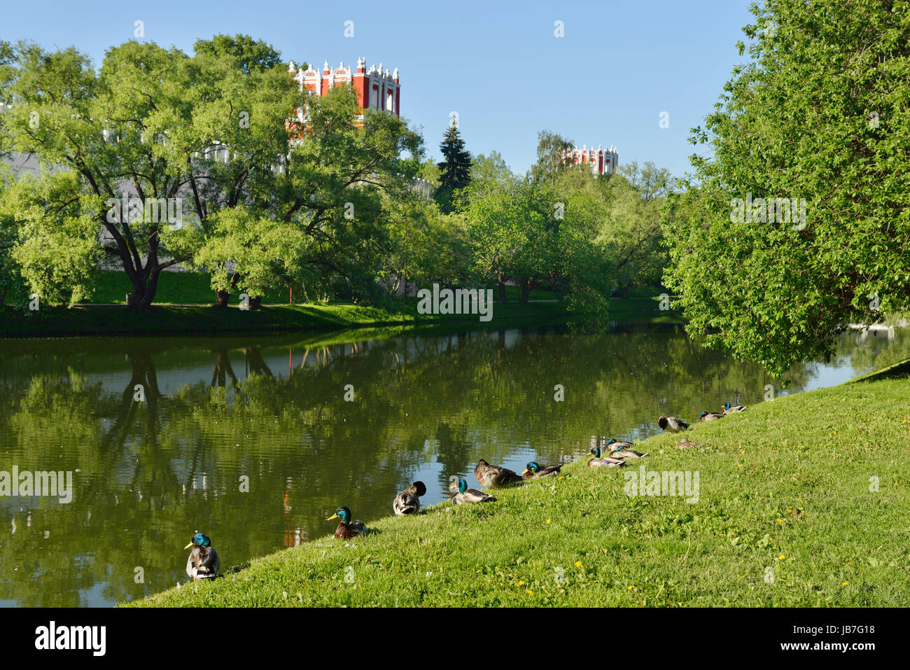 Ducks on shore in park of Novodevichy Convent. Moscow, Russia. Summer ...