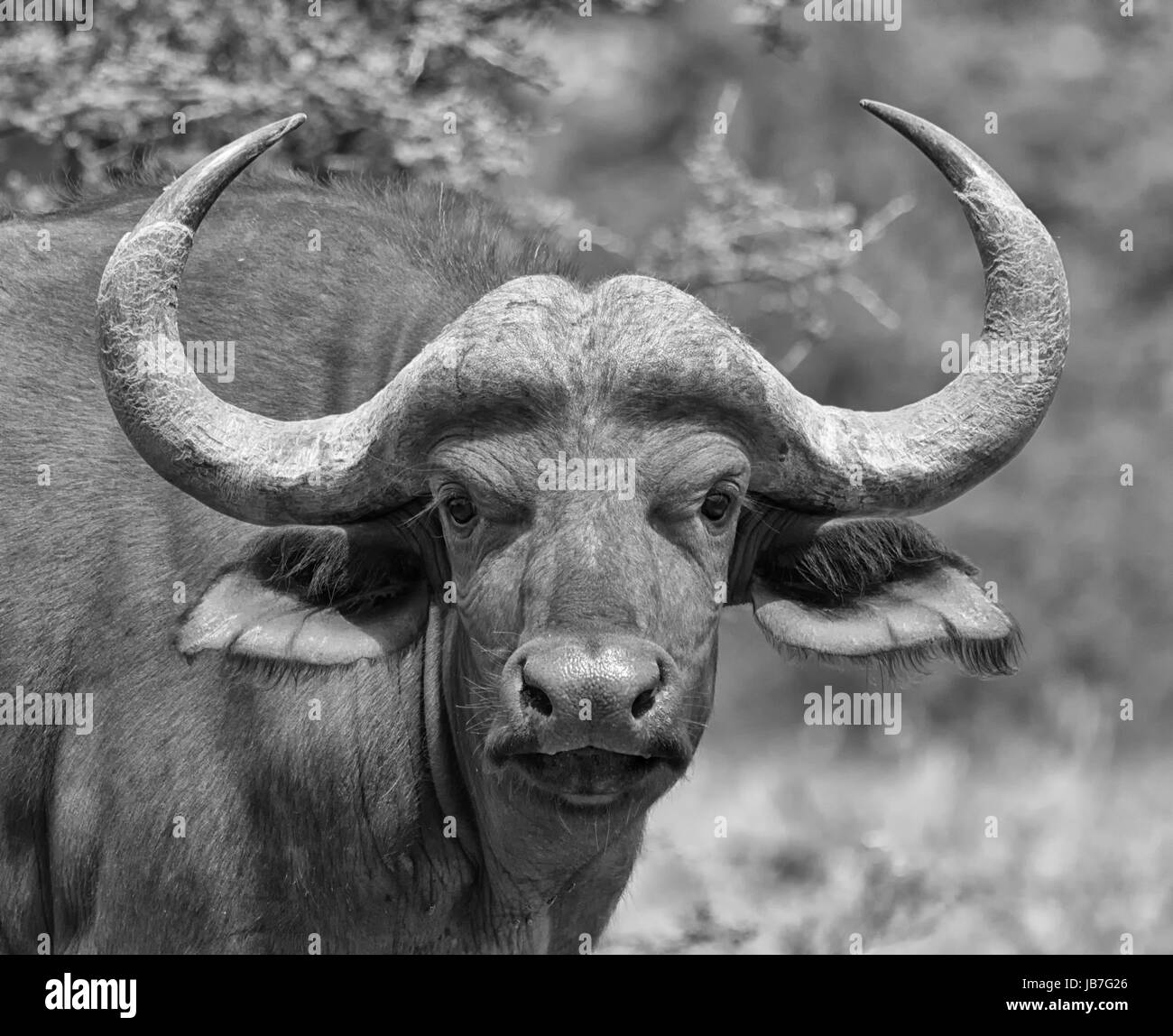 Facial portrait of a young African Buffalo Stock Photo - Alamy