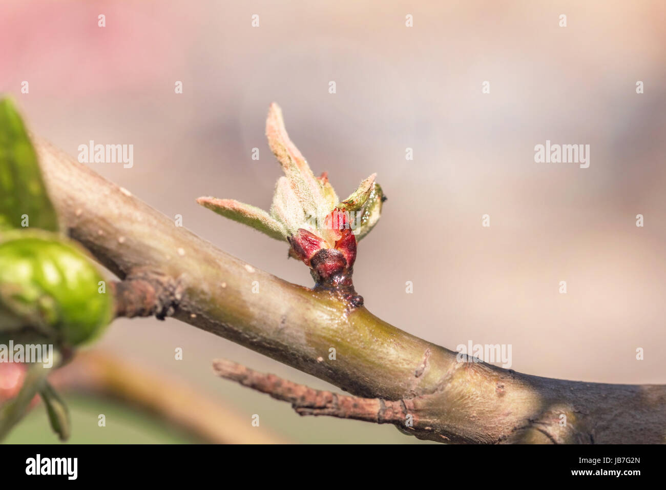 Poplar tree buds High Resolution Stock Photography and Images - Alamy