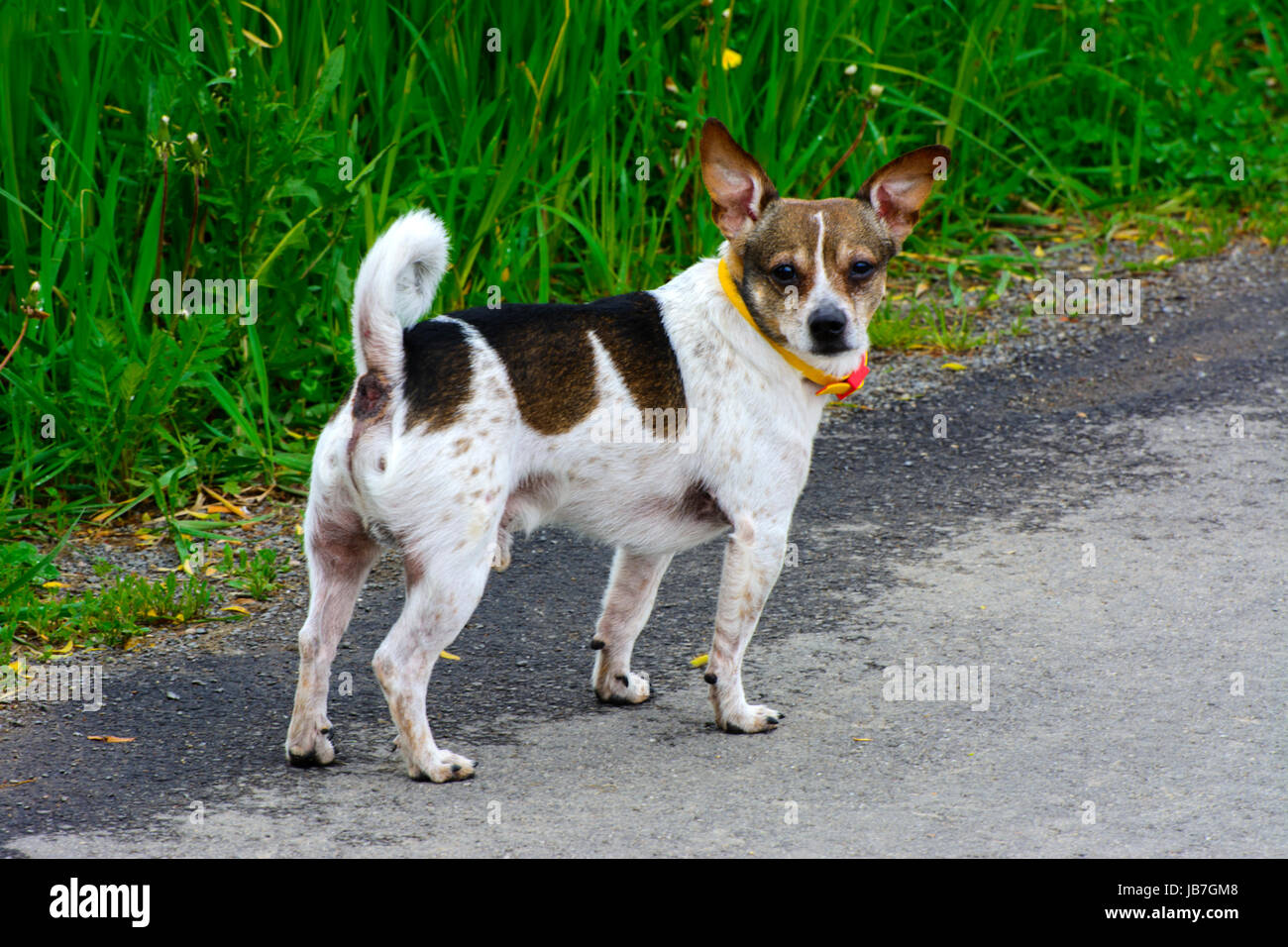 A golden dog without a breed walking along a dirt road Stock Photo - Alamy