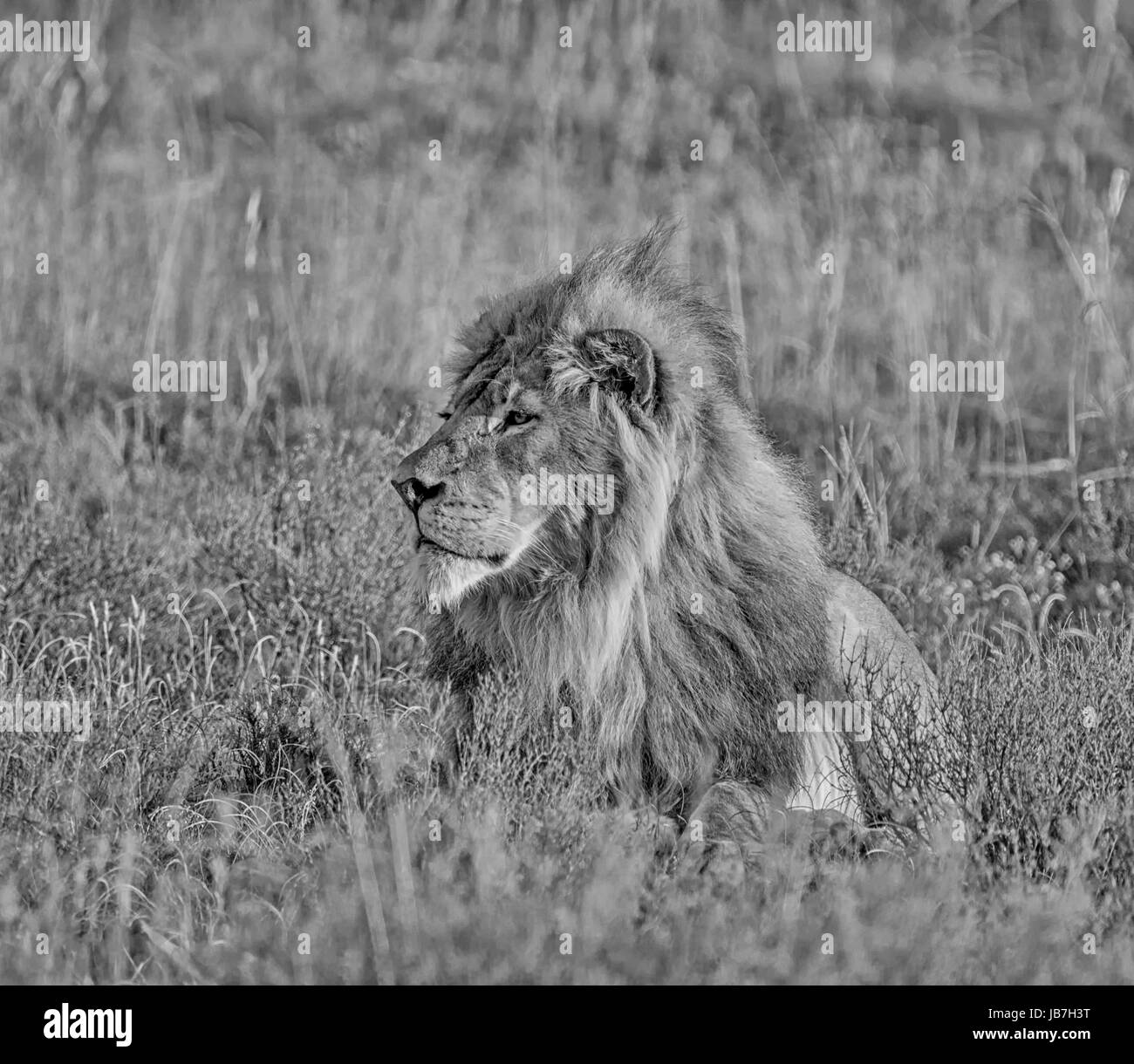 A closeup portrait of a male Lion at sunrise in the Southern African ...