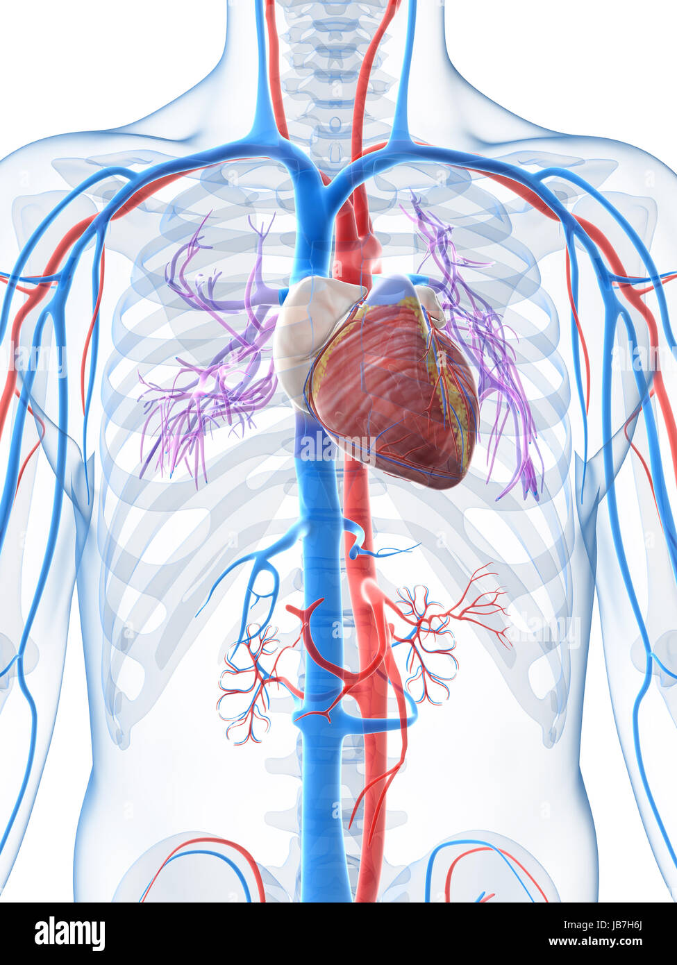 3d rendered illustration of the human vascular system Stock Photo - Alamy
