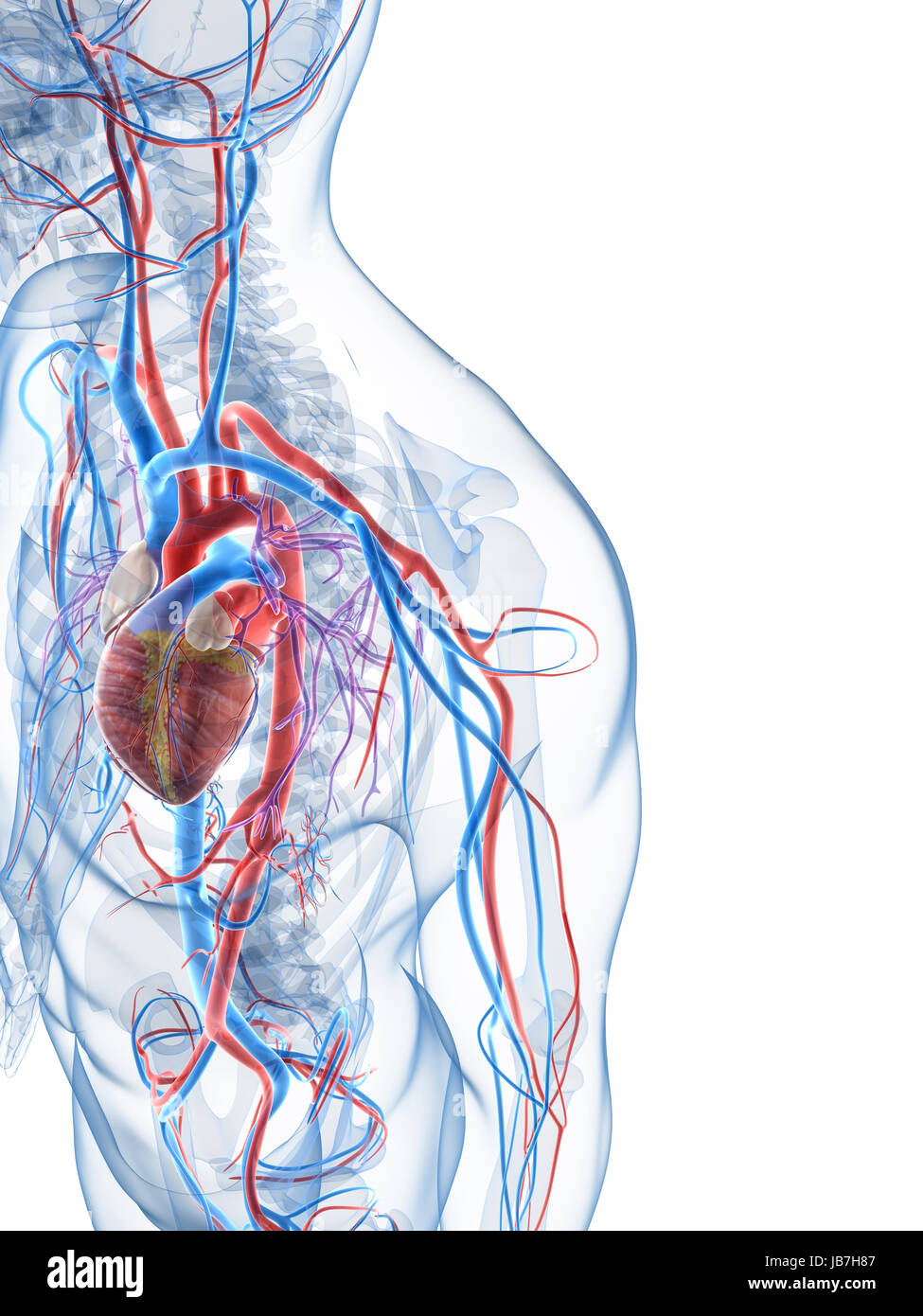 3d rendered illustration of the human vascular system Stock Photo - Alamy