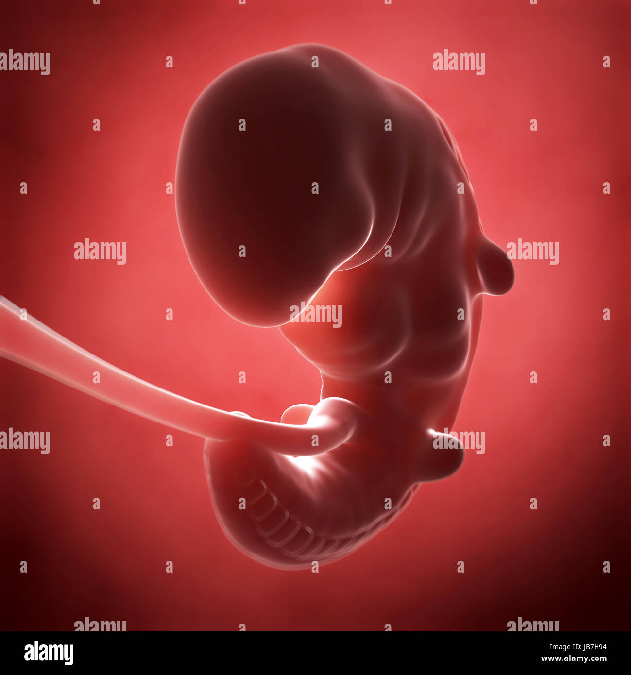Human Fetus At 1 Month Stock Photos & Human Fetus At 1 Month Stock ...