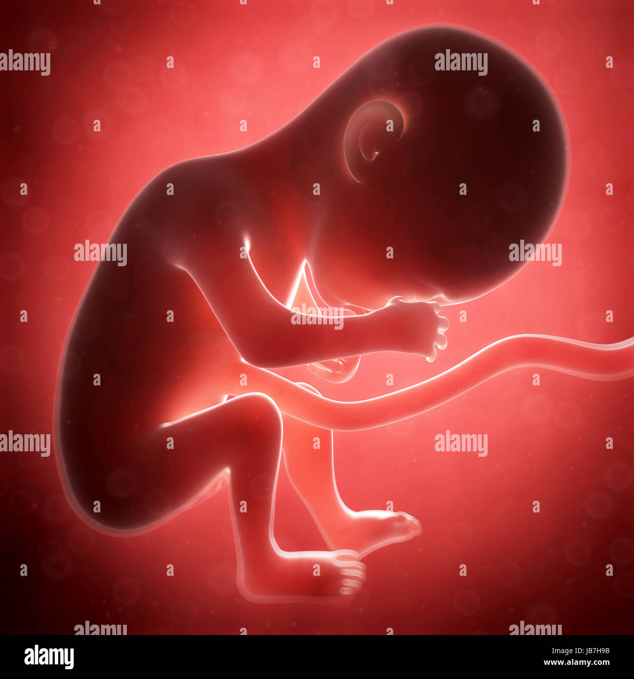 6 week fetus hi-res stock photography and images - Alamy
