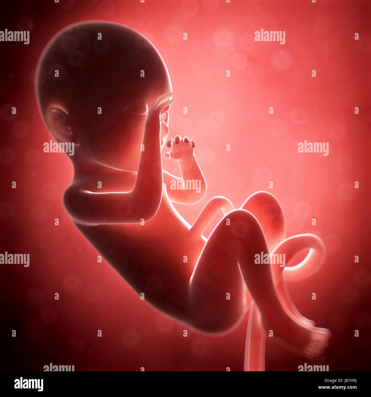 8 week prenatal hi-res stock photography and images - Alamy