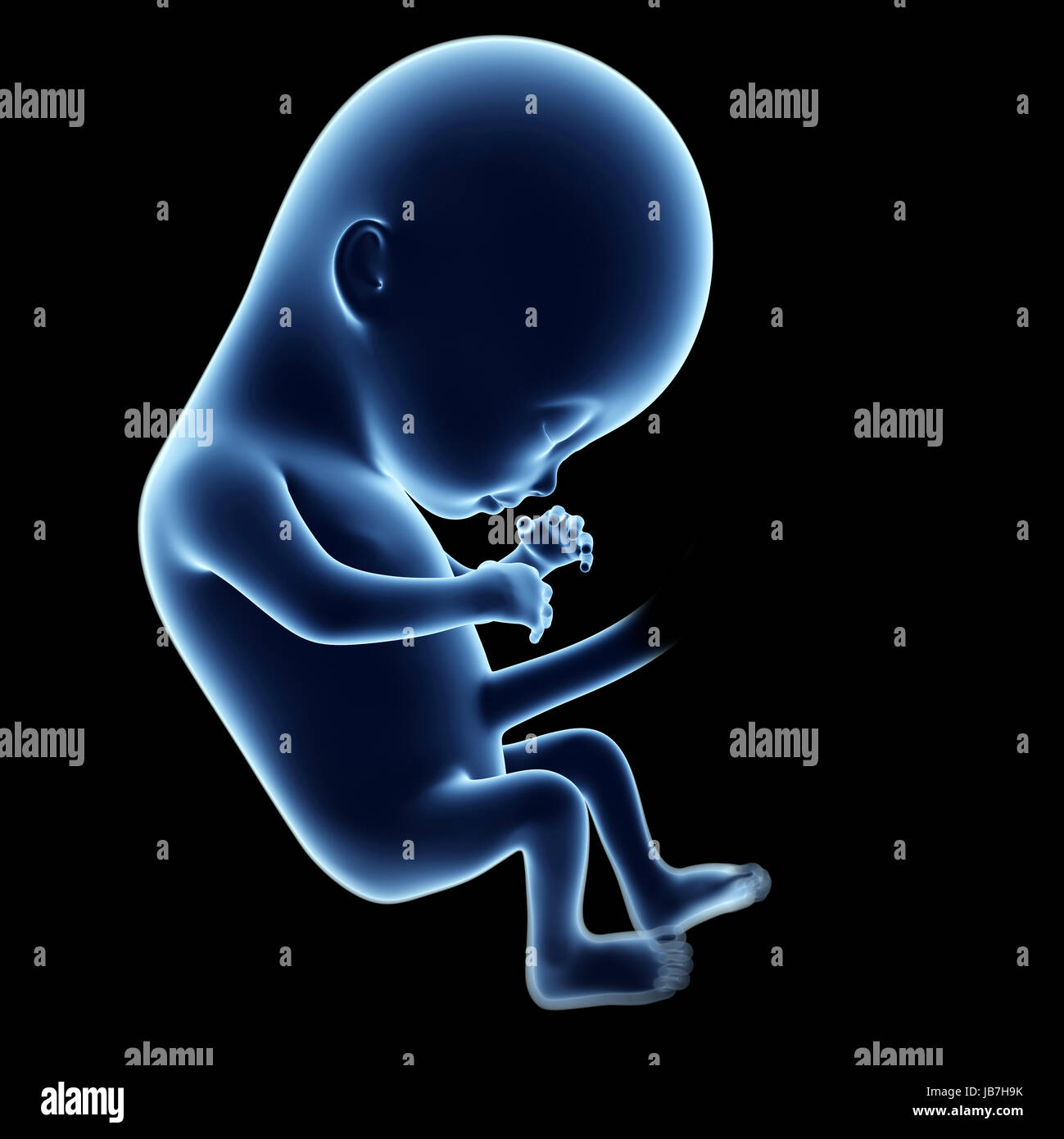 4 month fetus hi-res stock photography and images - Alamy