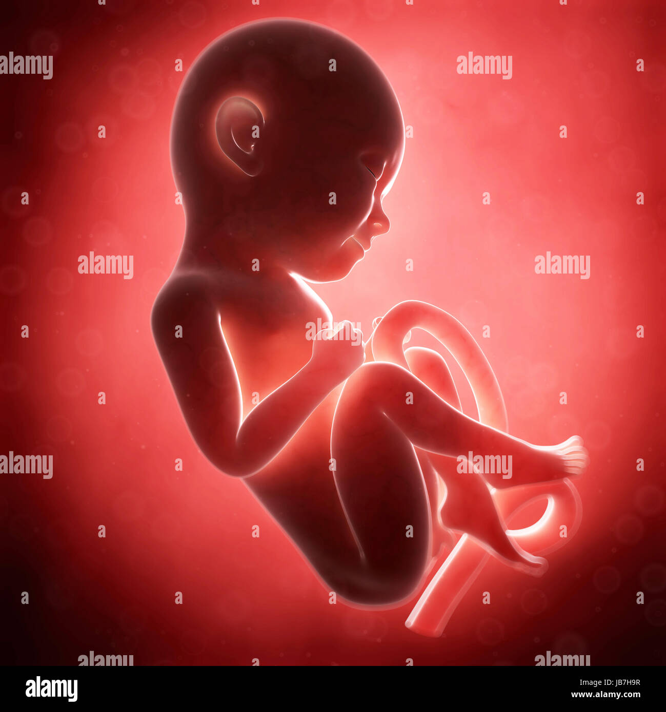 9 week fetus hi-res stock photography and images - Alamy