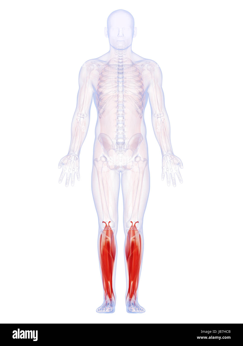 Lower leg muscles hi-res stock photography and images - Alamy