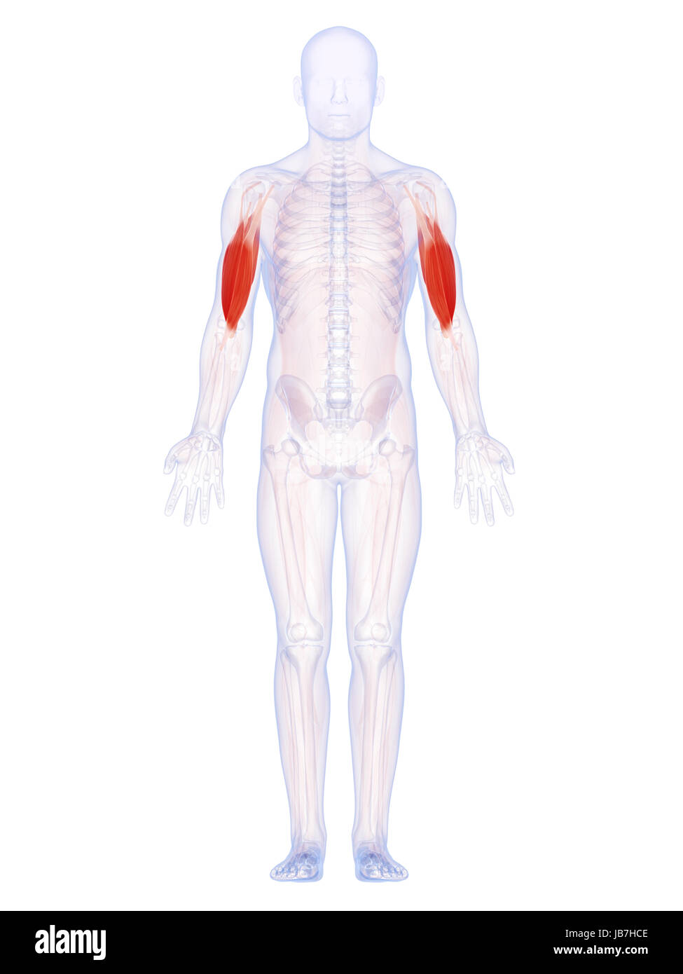 Upper arm muscles hi-res stock photography and images - Alamy