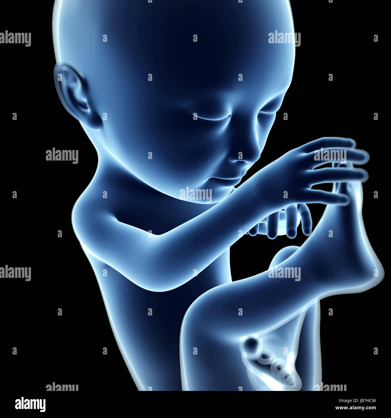 3d rendered illustration of a fetus, month 7 Stock Photo - Alamy