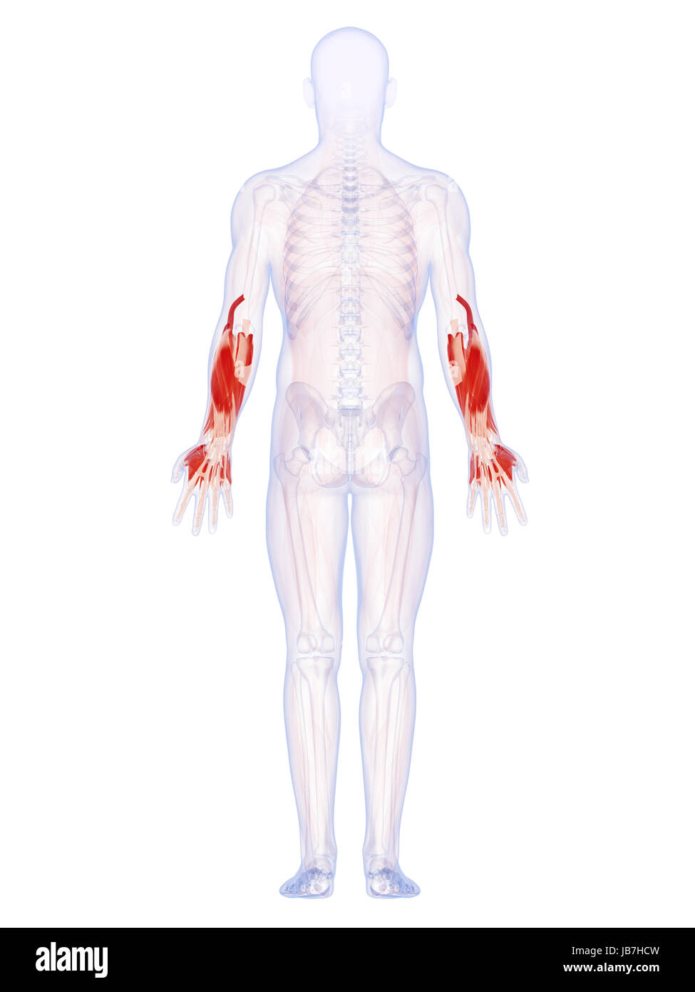 Muscle fibre science Cut Out Stock Images & Pictures - Alamy