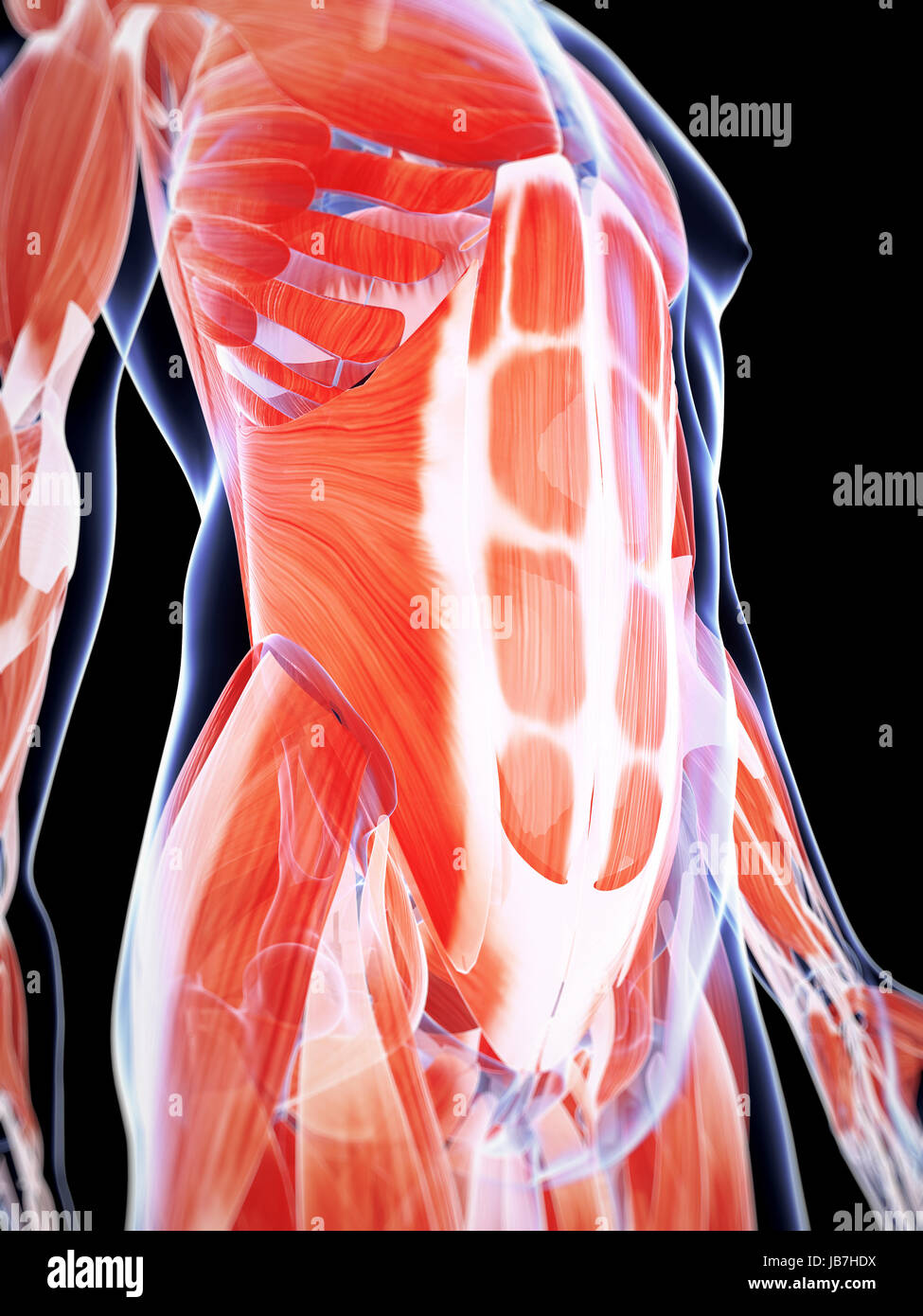 Male musculature hi-res stock photography and images - Alamy