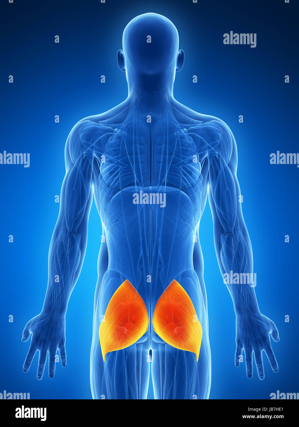 Gluteus illustration hi-res stock photography and images - Alamy