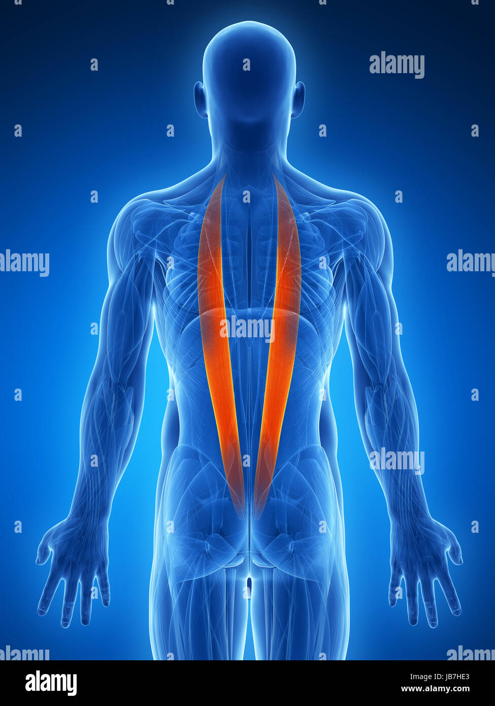 Iliocostalis hi-res stock photography and images - Alamy