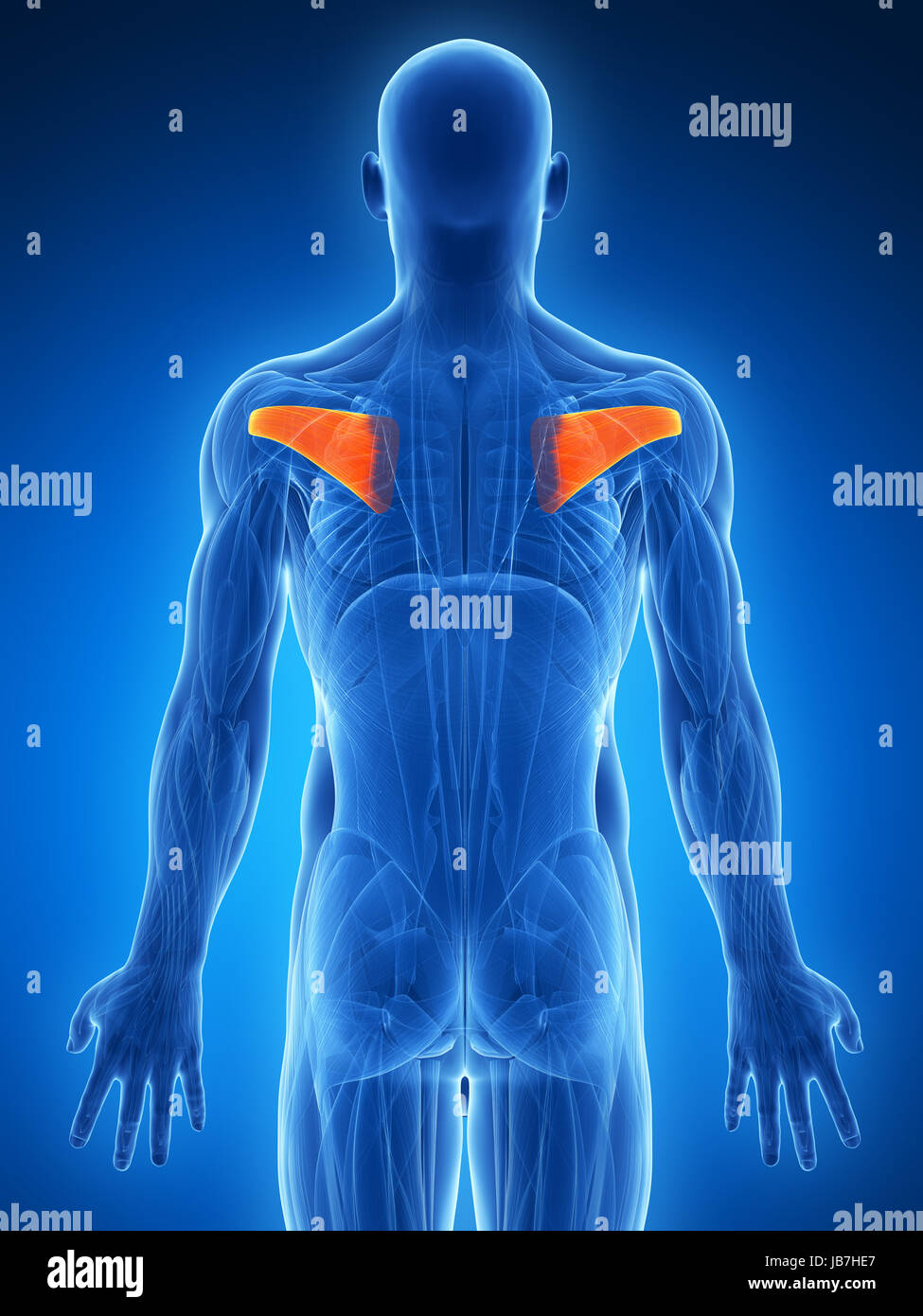 Infraspinatus hi-res stock photography and images - Alamy