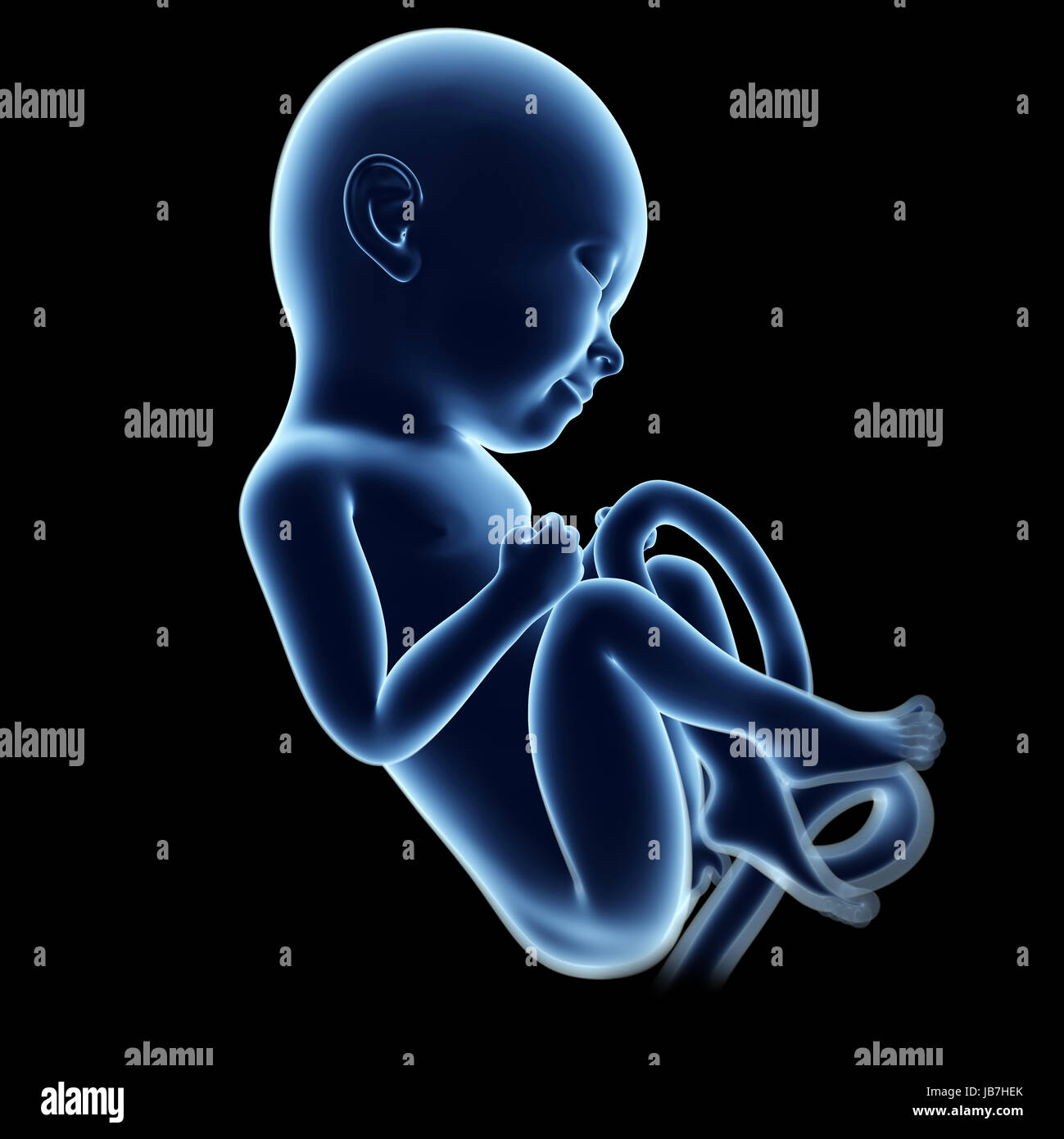 8 Month Fetus High Resolution Stock Photography and Images - Alamy