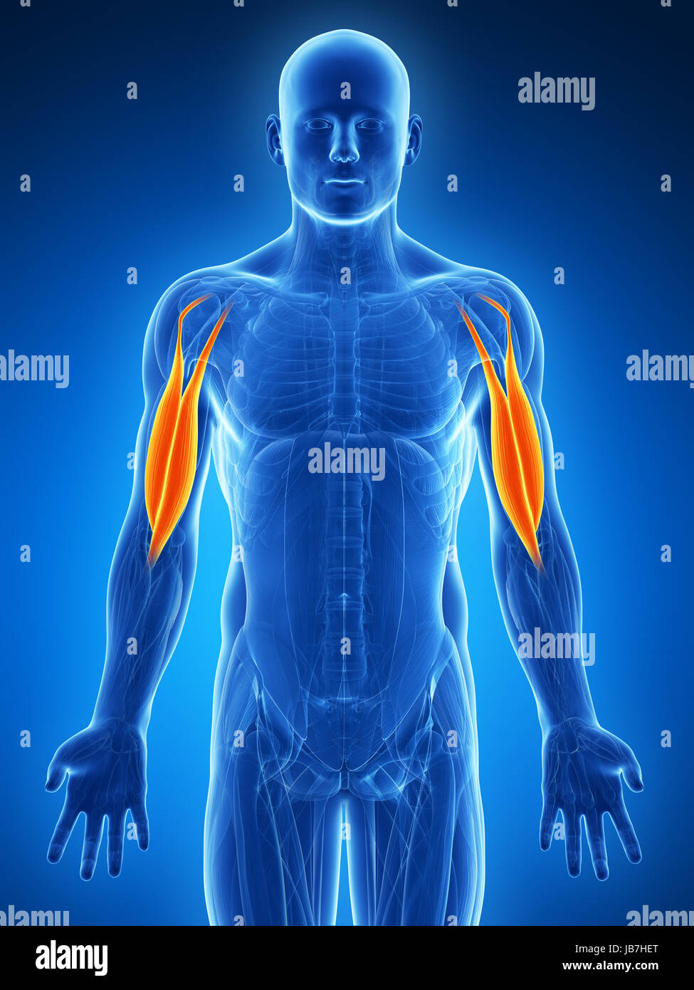 3d rendered illustration - biceps Stock Photo - Alamy