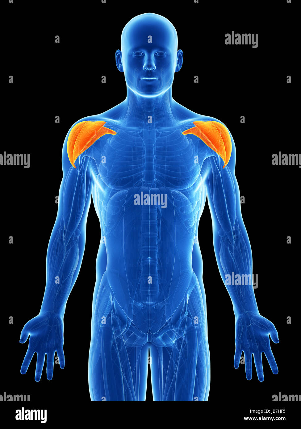 Shoulder Muscles Stock Photos & Shoulder Muscles Stock Images - Alamy