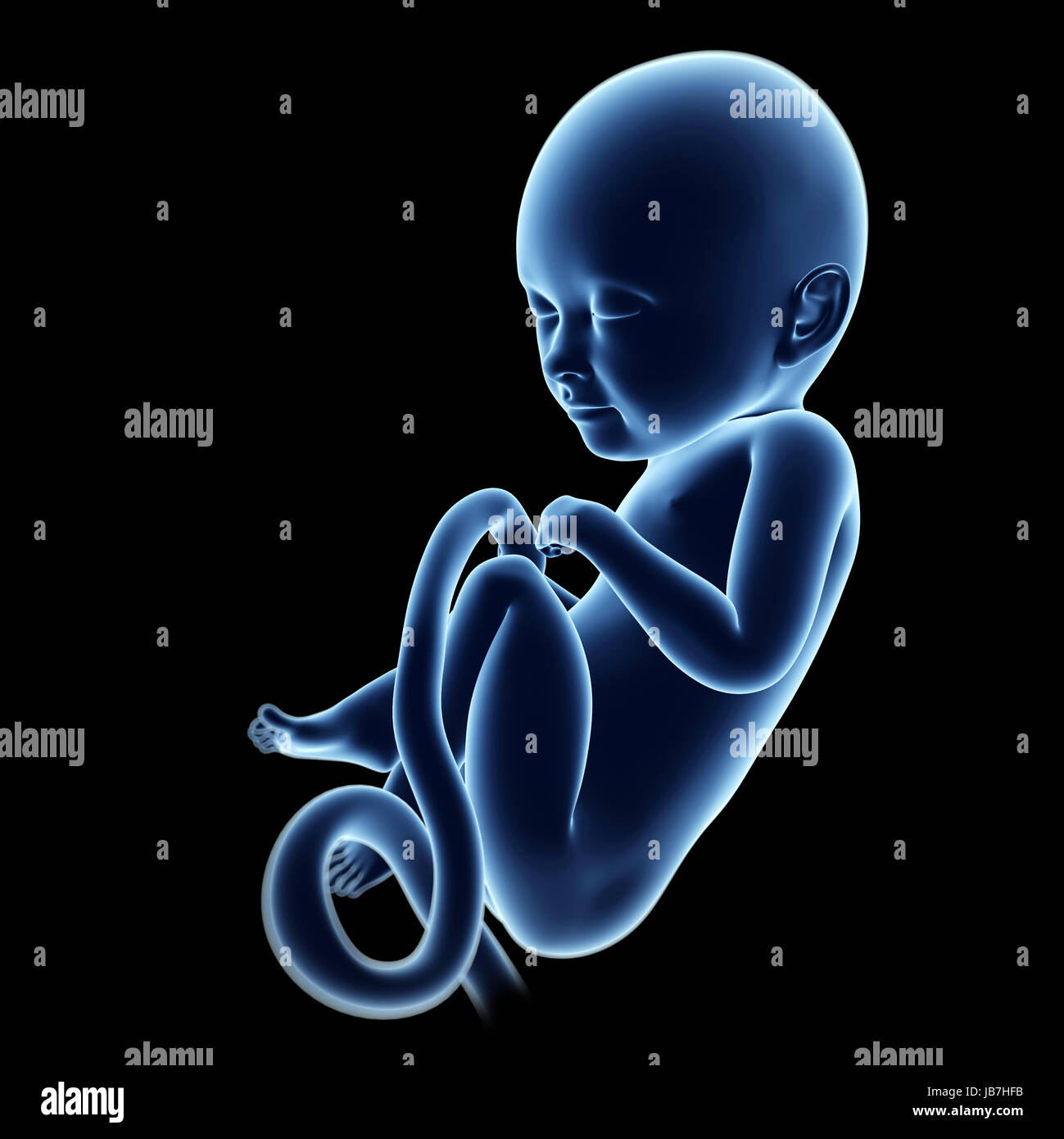 8 Month Fetus High Resolution Stock Photography and Images - Alamy