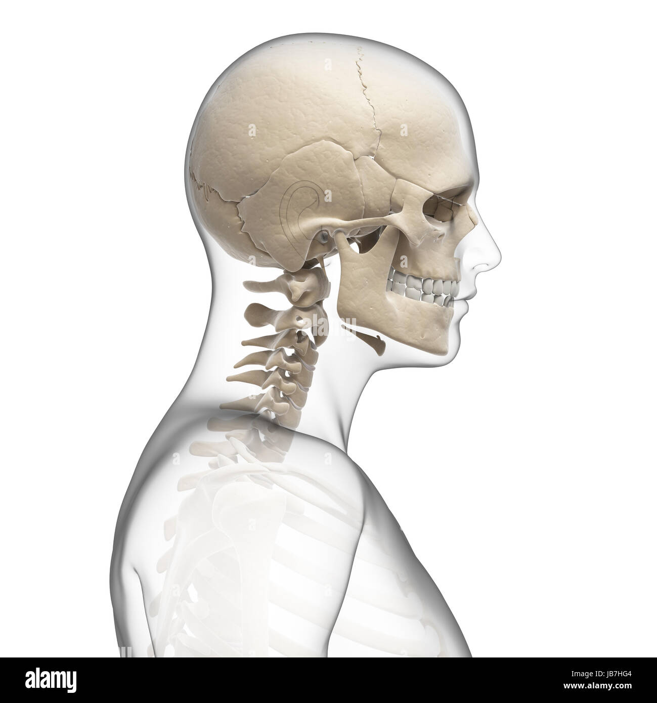 Human neck bending hi-res stock photography and images - Alamy