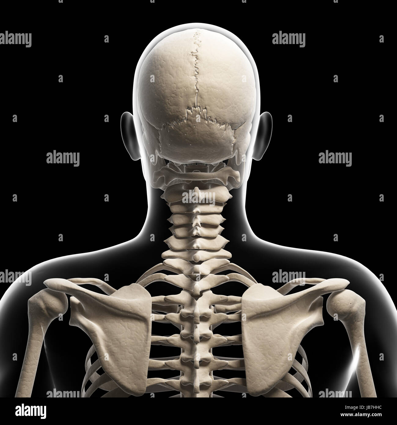 Human neck bending hi-res stock photography and images - Alamy