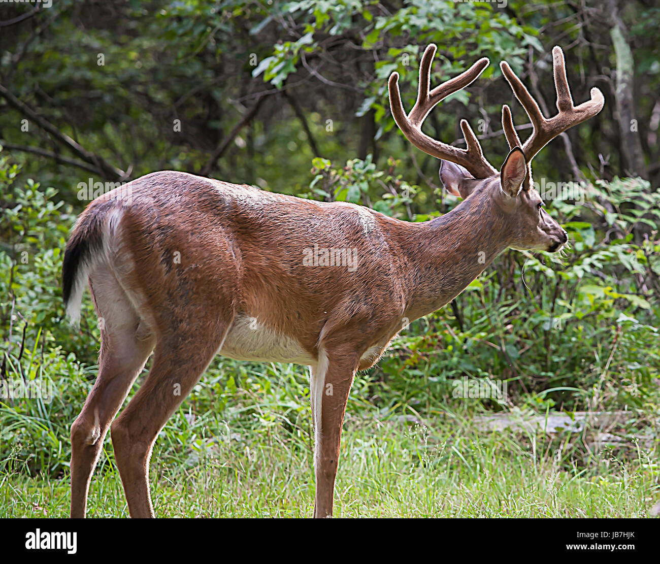 Whitetail Buck Portrait,Side View Stock Photo - Alamy