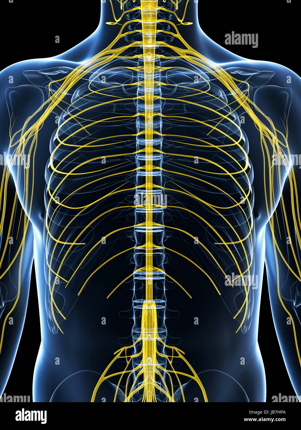 3d rendered illustration of the male nerve system Stock Photo - Alamy