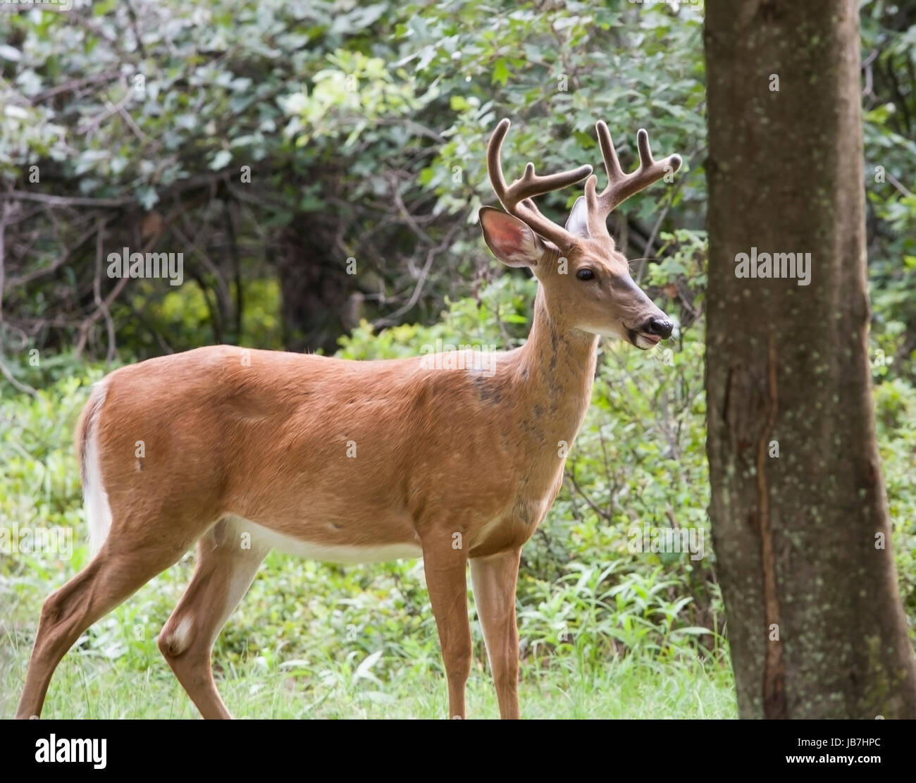 Whitetail Buck Portrait,Side View Stock Photo - Alamy