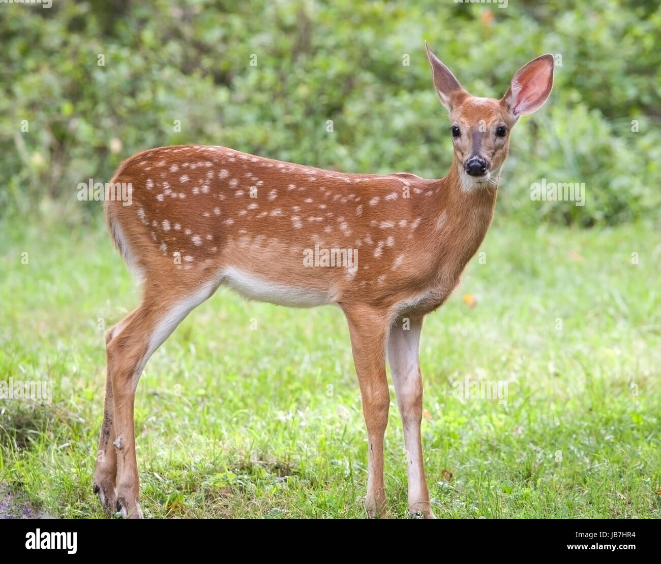 Deer side view hi-res stock photography and images - Alamy