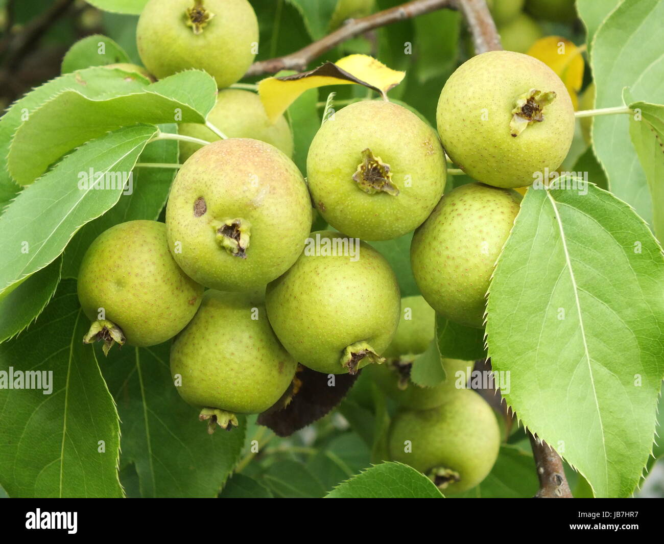several a few Stock Photo - Alamy