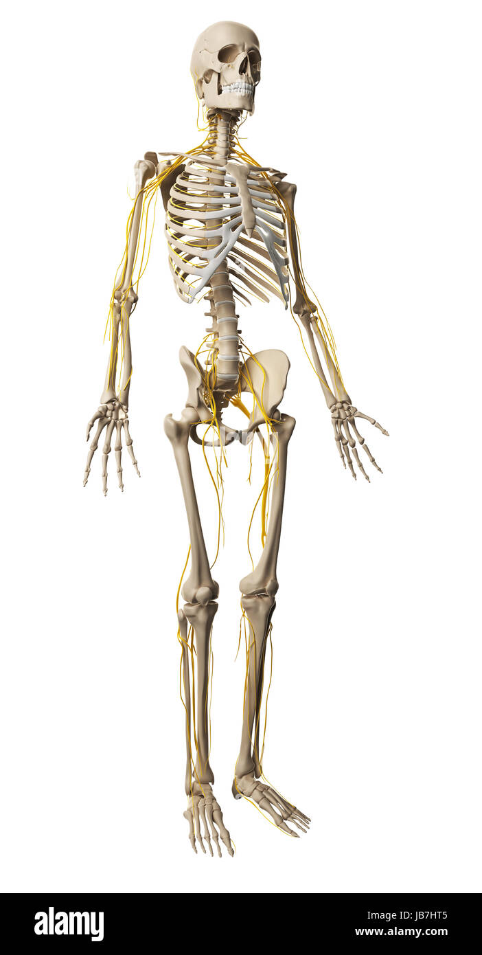 Human nervous system 3d rendered Cut Out Stock Images & Pictures - Alamy