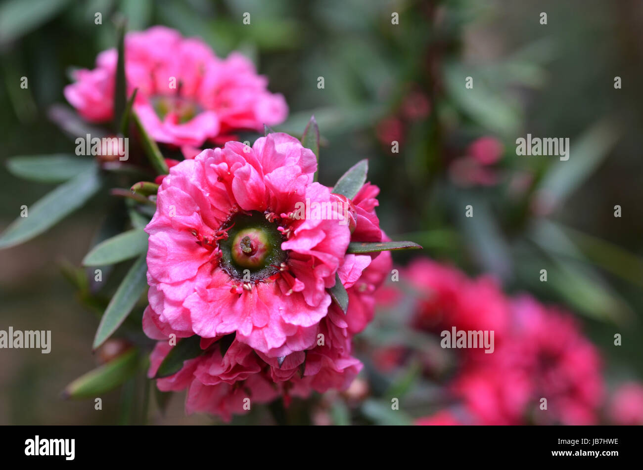 Manuka myrtle's white-pink flower blooming (Leptospermum scoparium ...