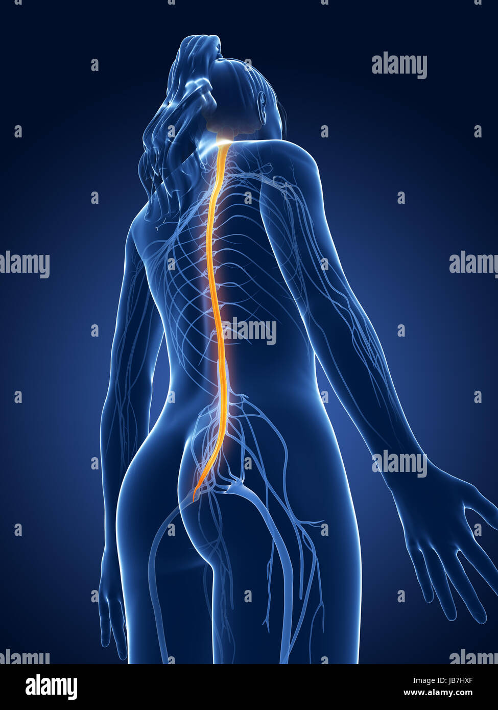 3d rendered medical illustration - female nerves Stock Photo - Alamy