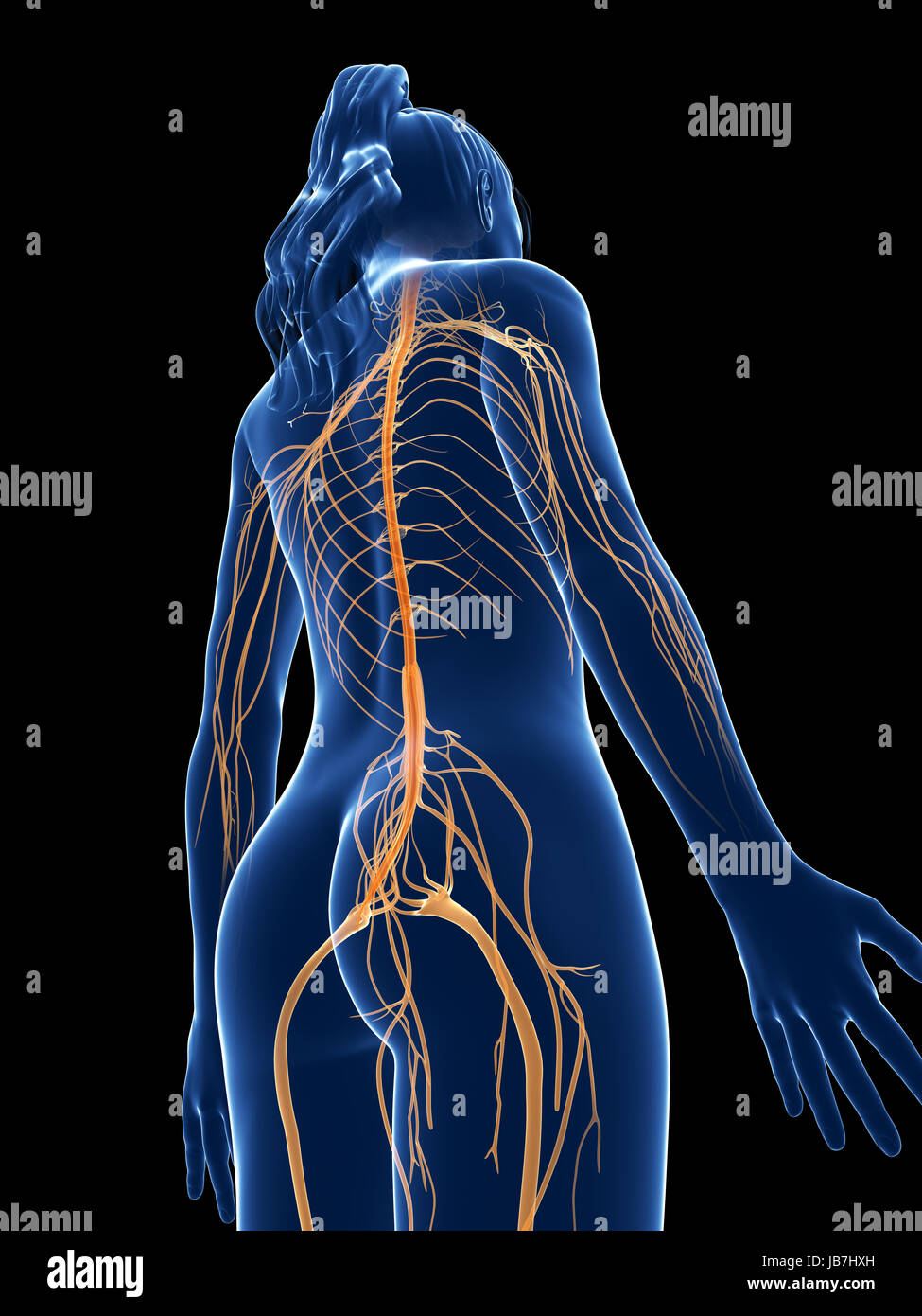 Spinal cord nerves diagram hi-res stock photography and images - Alamy