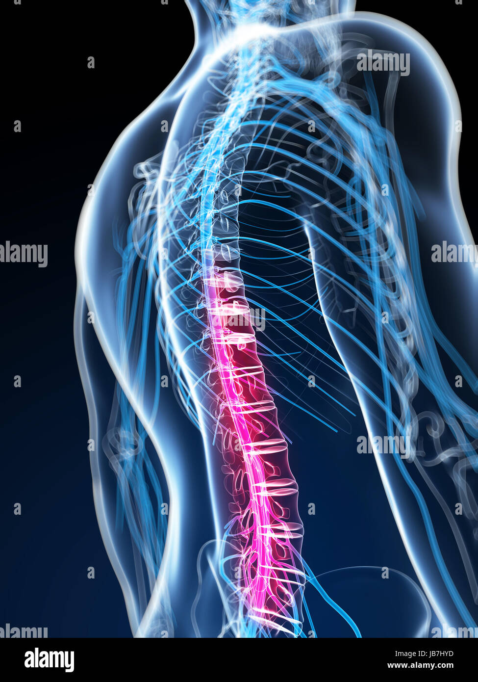 3d rendered illustration of the spinal cord Stock Photo - Alamy