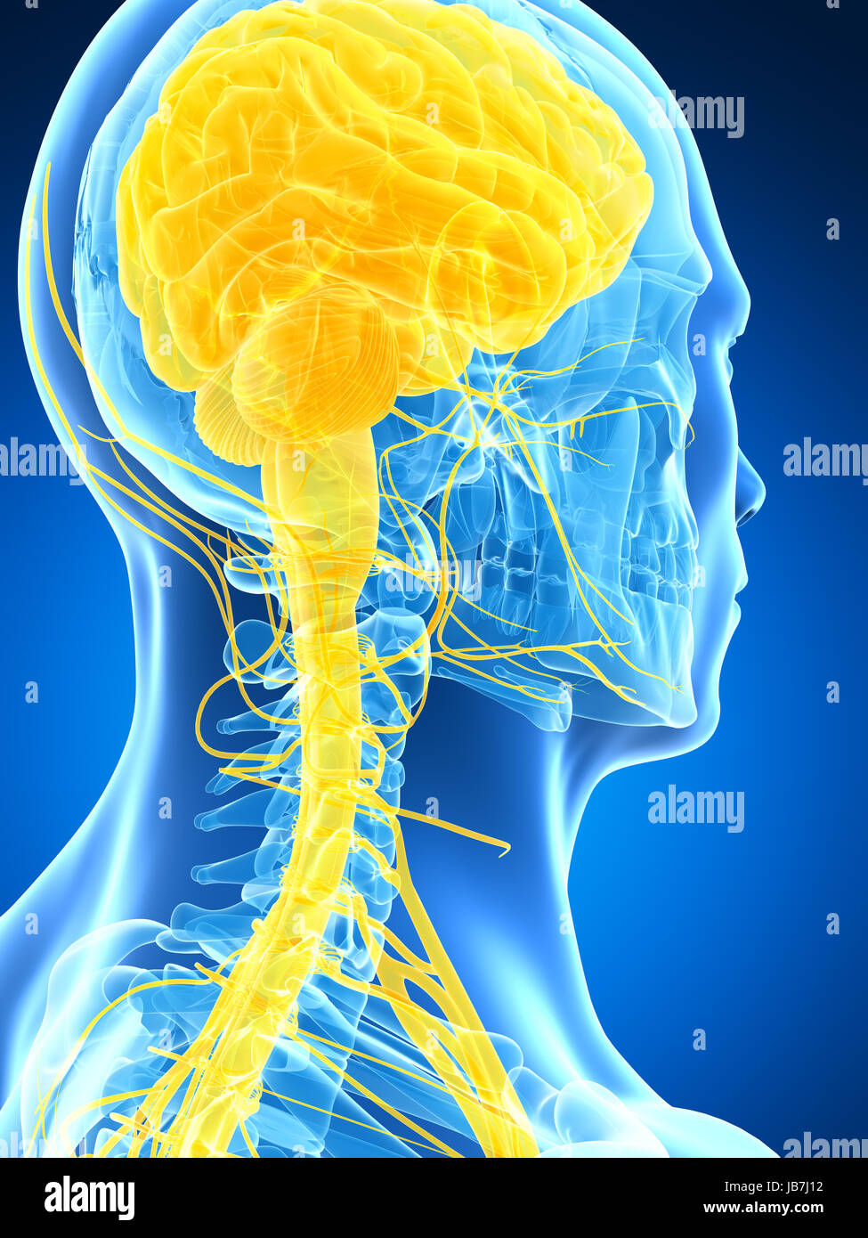 3d rendered illustration of the male nerve system Stock Photo - Alamy