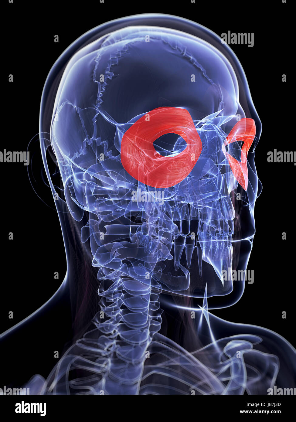 Oculi muscle hi-res stock photography and images - Alamy