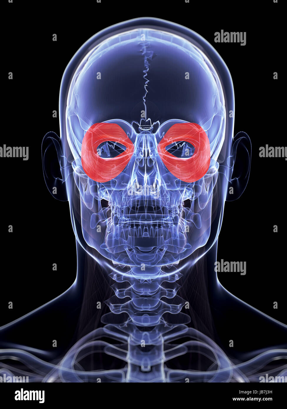 Oculi hi-res stock photography and images - Alamy