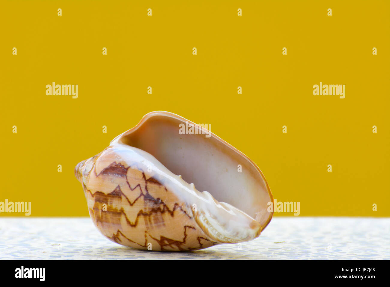 Sea shell on a yellow background. Beautiful seashells on the beach. A ...